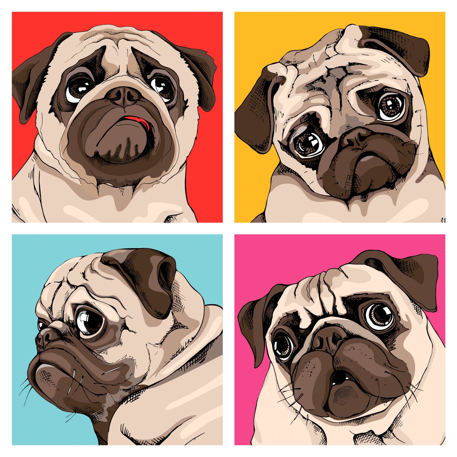 All You Need To Know About Pug Colors | Kooky Pugs