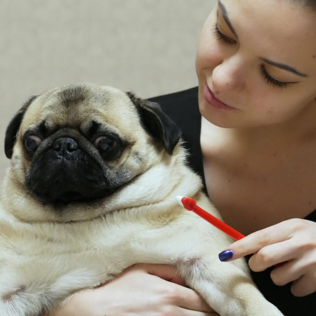 Brushing Your Pugs Teeth | Kooky Pugs