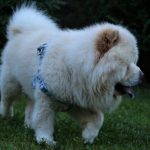 11 Pug Tail Questions: It’s Quite A Tale! | Kooky Pugs