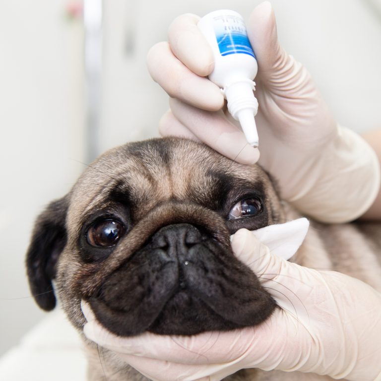 Pug Eye Treatment | Kooky Pugs