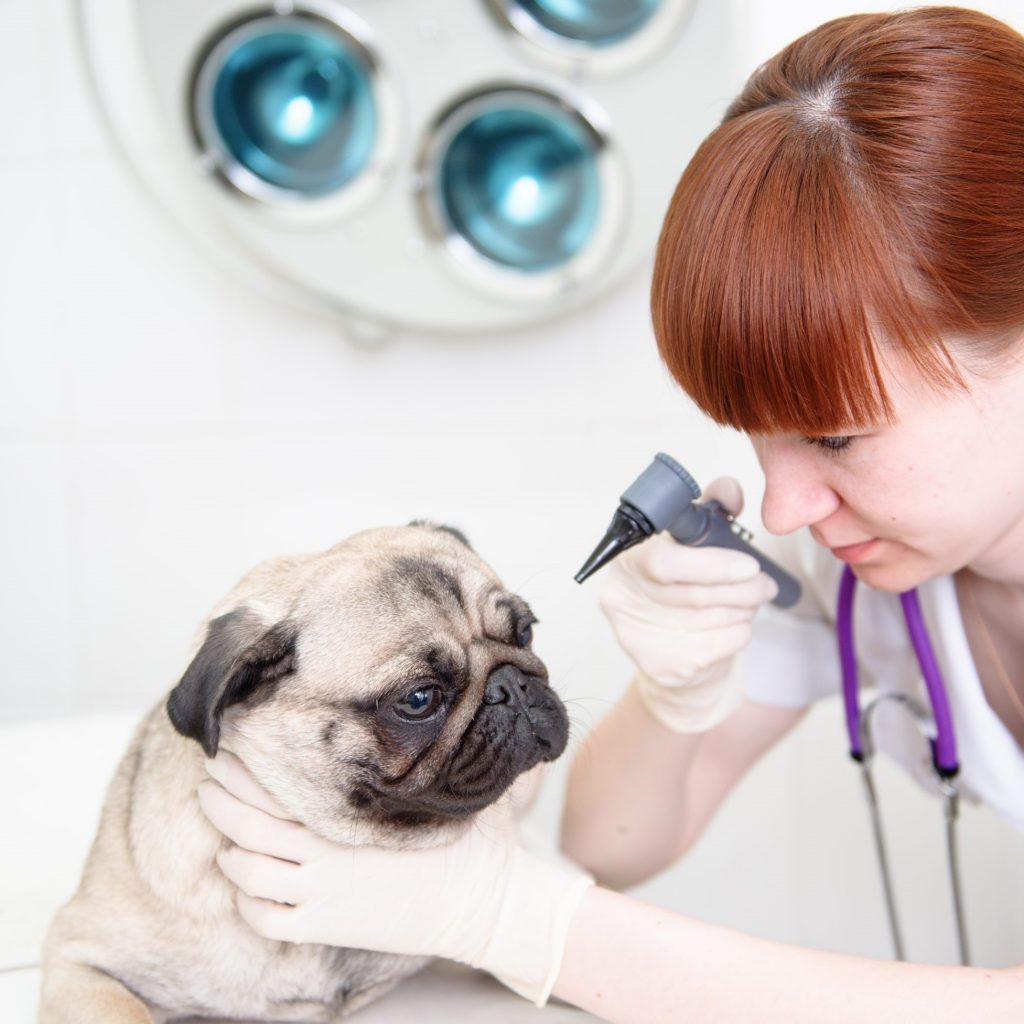 Eye-Vet | Kooky Pugs