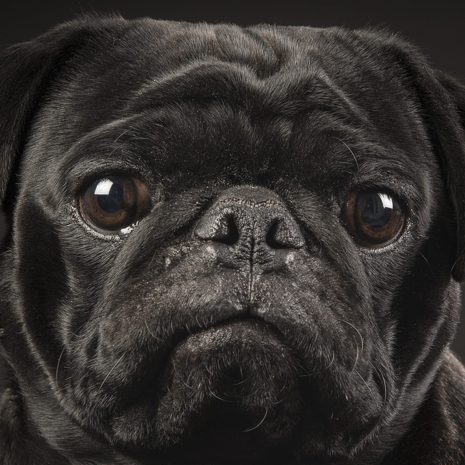 Pug Colors - Coat Colors, Coat Markings And More | Kooky Pugs