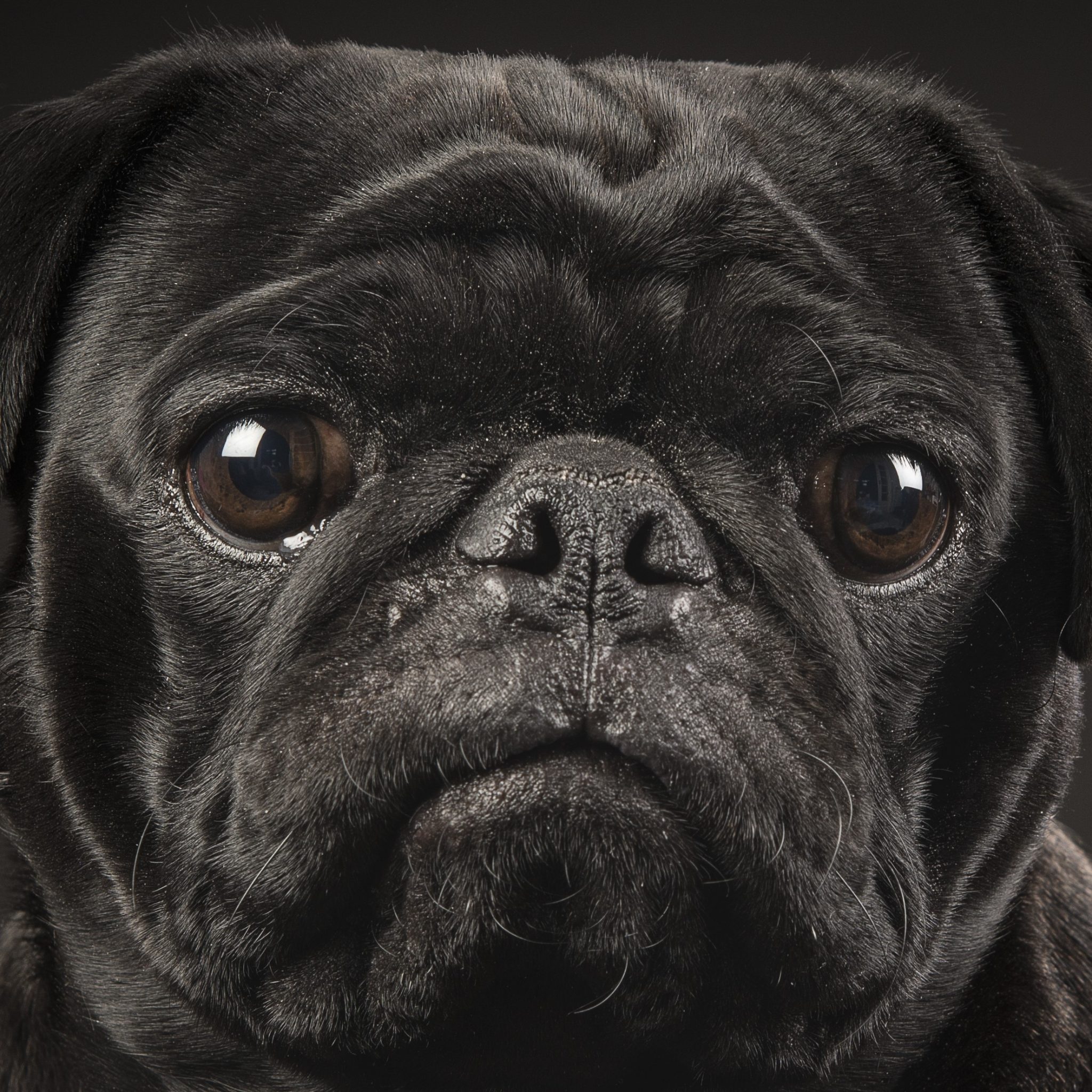 Pug Colors - Coat Colors, Coat Markings And More | Kooky Pugs