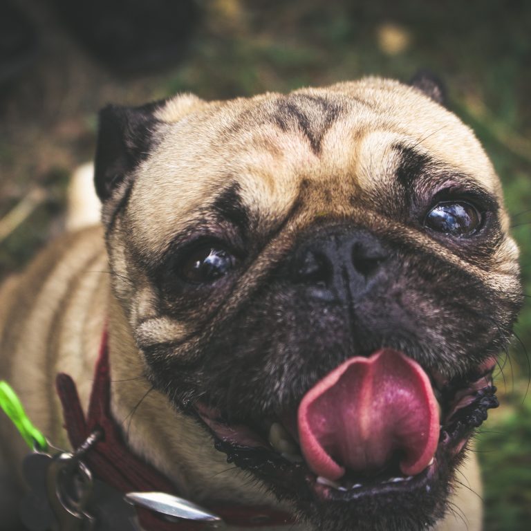 Fawn Pug Outside | Kooky Pugs