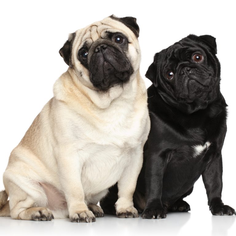 All You Need To Know About Pug Colors | Kooky Pugs