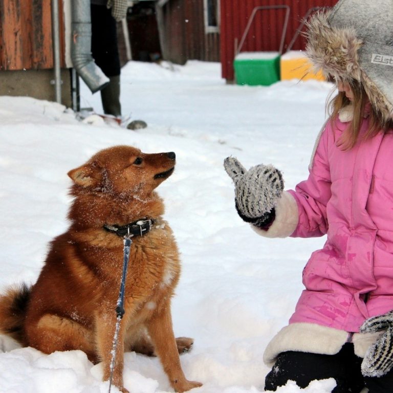 11 Pug Tail Questions: It’s Quite A Tale! | Kooky Pugs