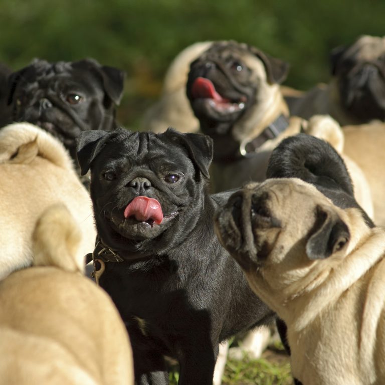 Pug Personality: Can You Handle That Much Love | Kooky Pugs