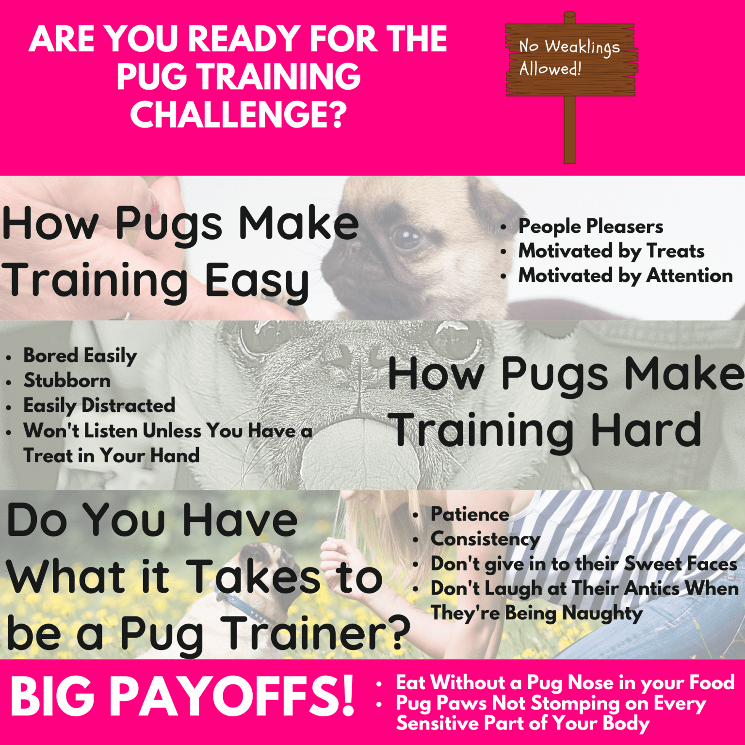 Pug Training | Kooky Pugs