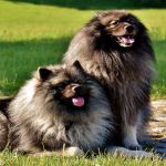 11 Pug Tail Questions: It’s Quite A Tale! | Kooky Pugs