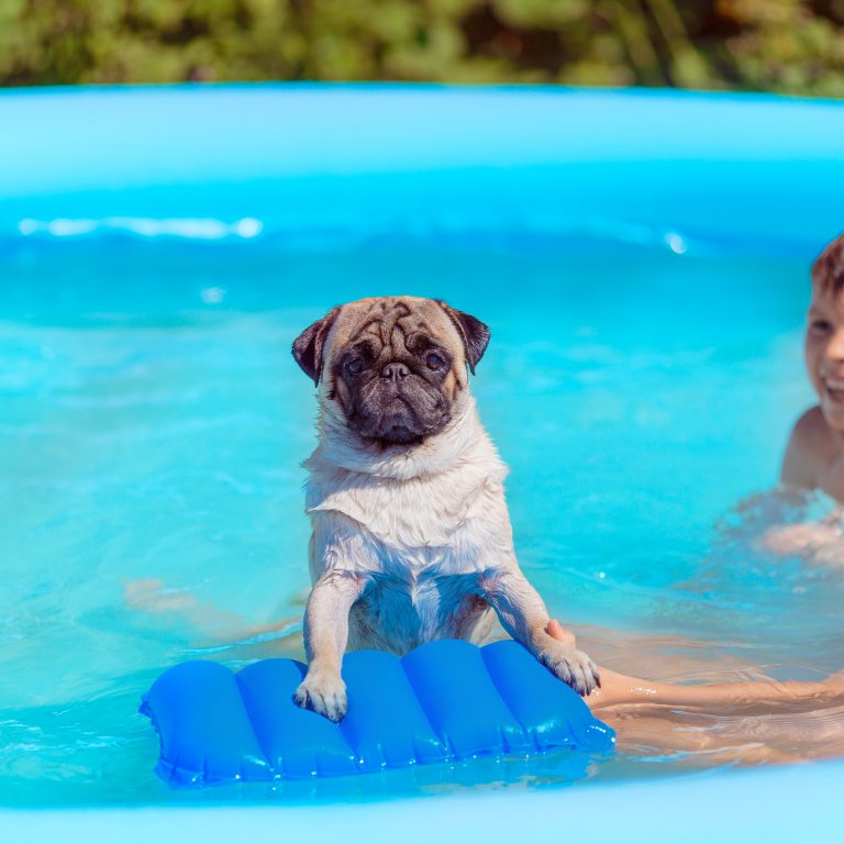 A Comprehensive Pug Care Guide | Kooky Pugs