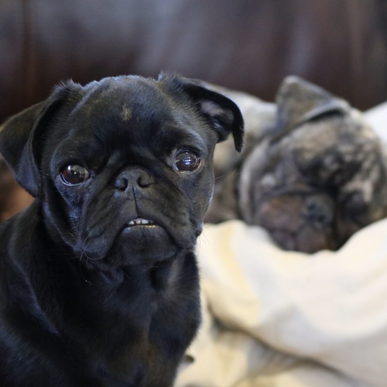 Lulu Looking | Kooky Pugs