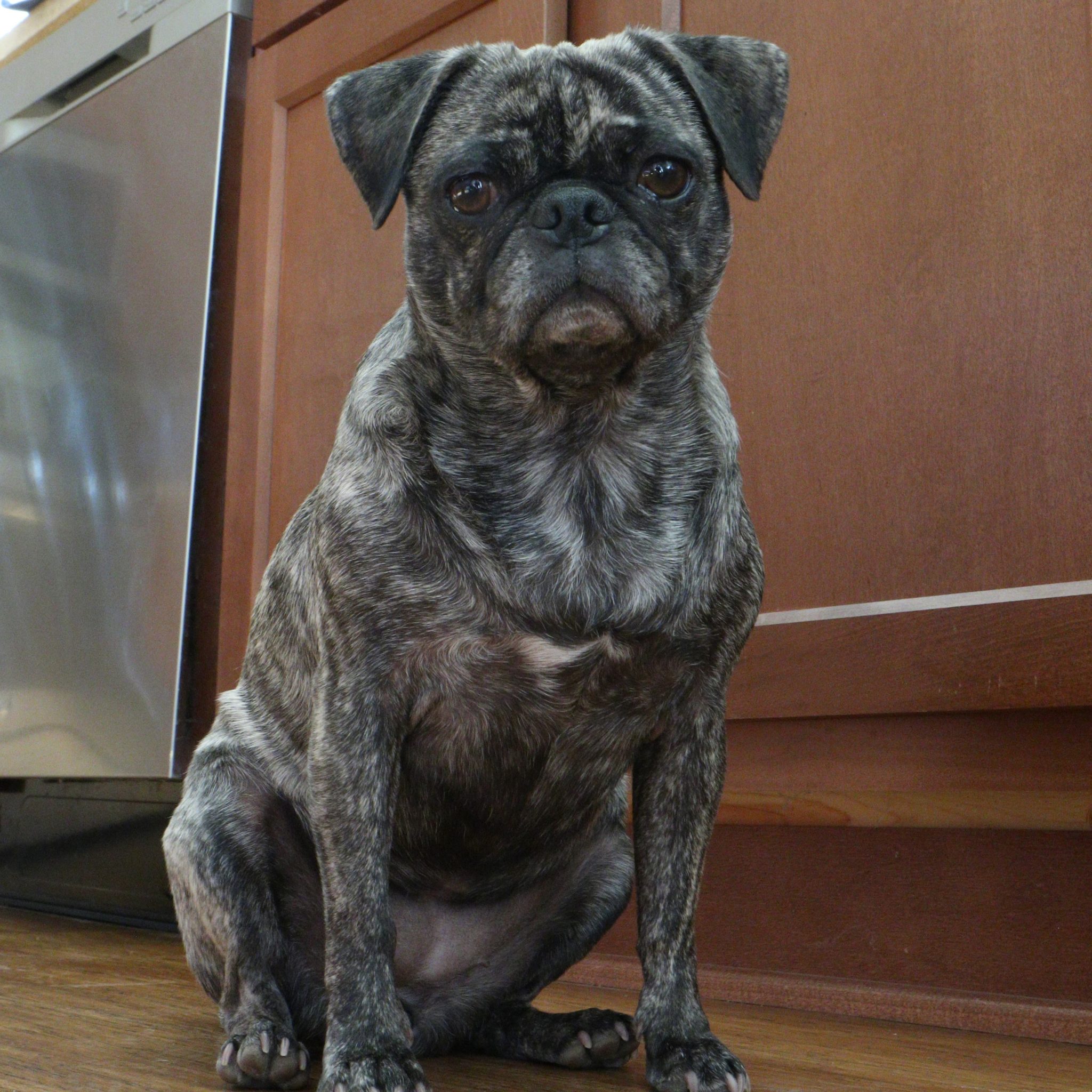 Pug Colors - Coat Colors, Coat Markings And More | Kooky Pugs