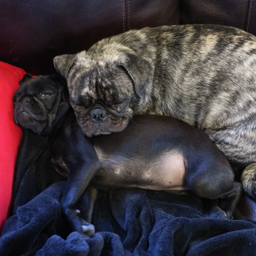 Kooky Pugs | Kooky Pugs