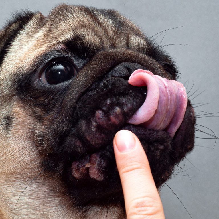 Pug Skin Allergies | Kooky Pugs