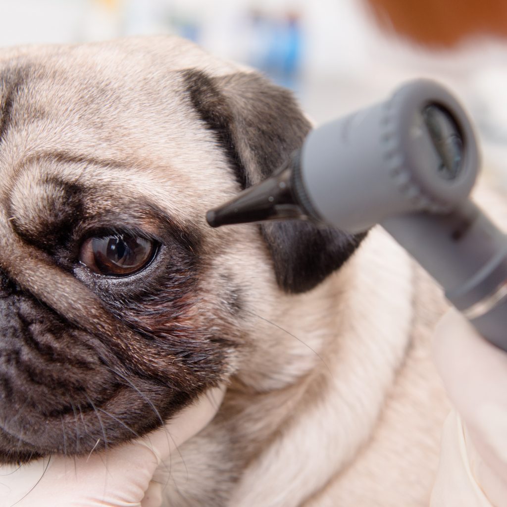 Pug Eye Vet | Kooky Pugs