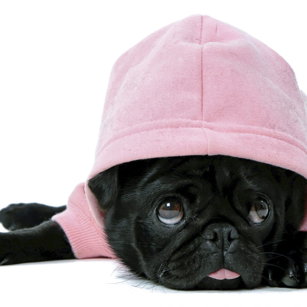 Pug Life For Forever Pug Parents And Pug Peeps! | Kooky Pugs