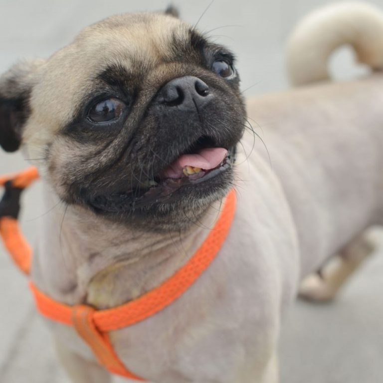 Pug Orange Harness | Kooky Pugs