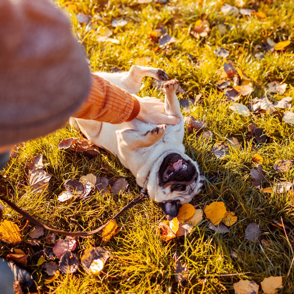 Pug Playing On Leash | Kooky Pugs