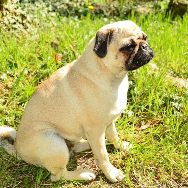 Pug Tail | Kooky Pugs
