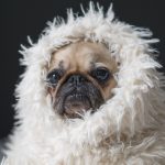 Pug Eye Problems And How To Treat Them | Kooky Pugs