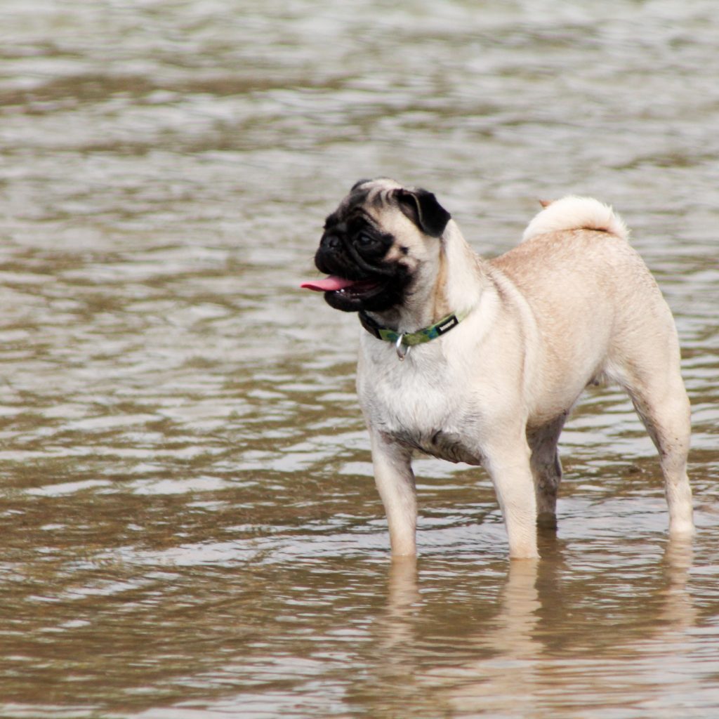 Pug-in-Water | Kooky Pugs