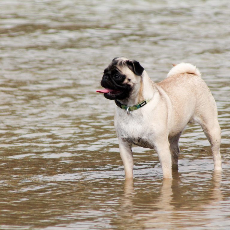 Pug-in-Water | Kooky Pugs