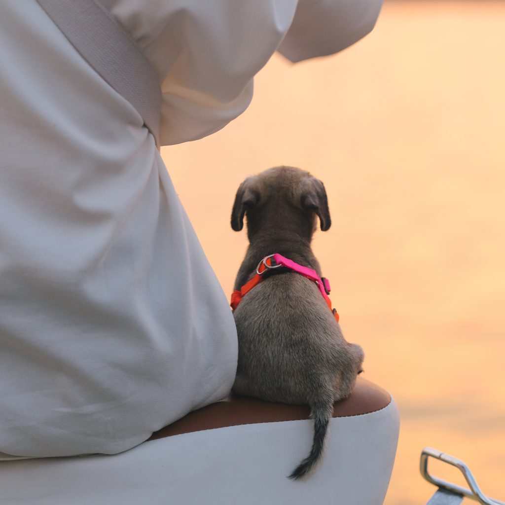 Pug On Scooter | Kooky Pugs