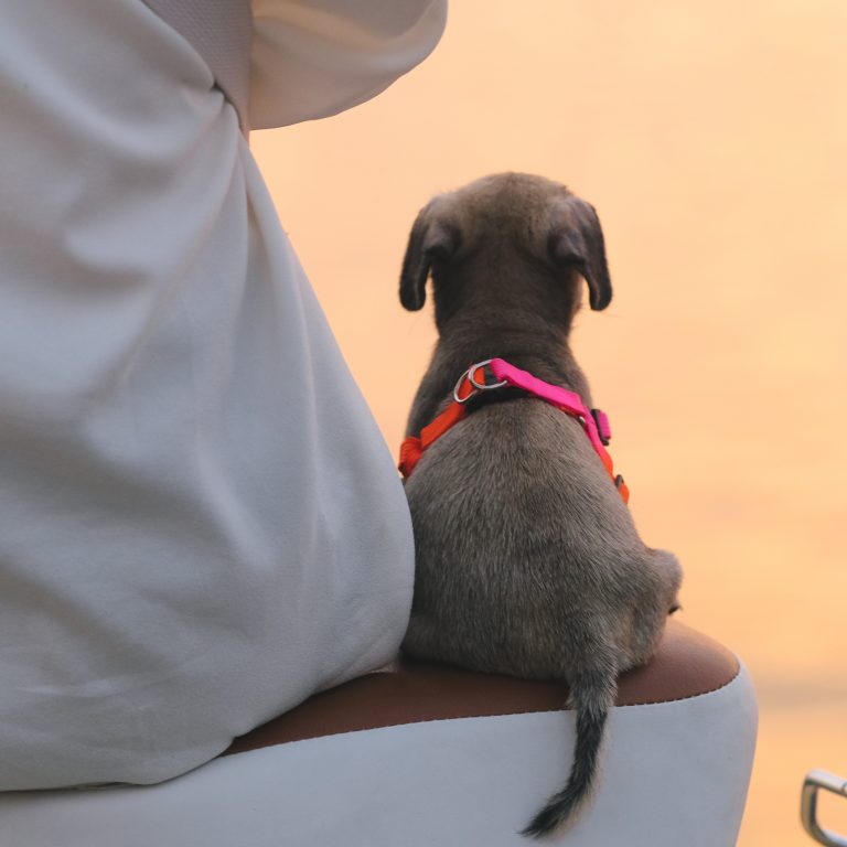 Pug On Scooter | Kooky Pugs