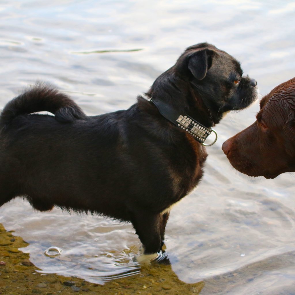 Pug-stilff-body | Kooky Pugs