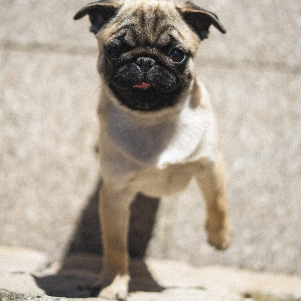 Pug Puppy Standing | Kooky Pugs