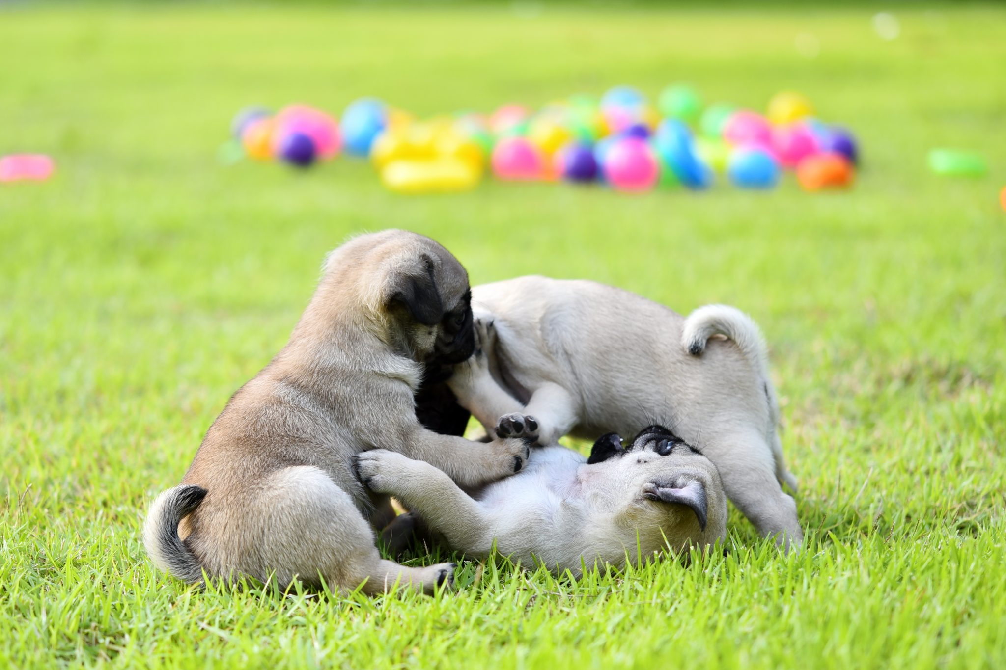 Pug Puppy Time - The How To Choose Review | Kooky Pugs