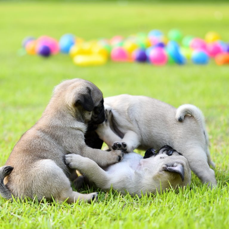 Puppies Playing | Kooky Pugs