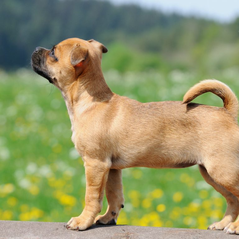 Retro Pugs: A Complete Guide To A Healthier Pug Version | Kooky Pugs