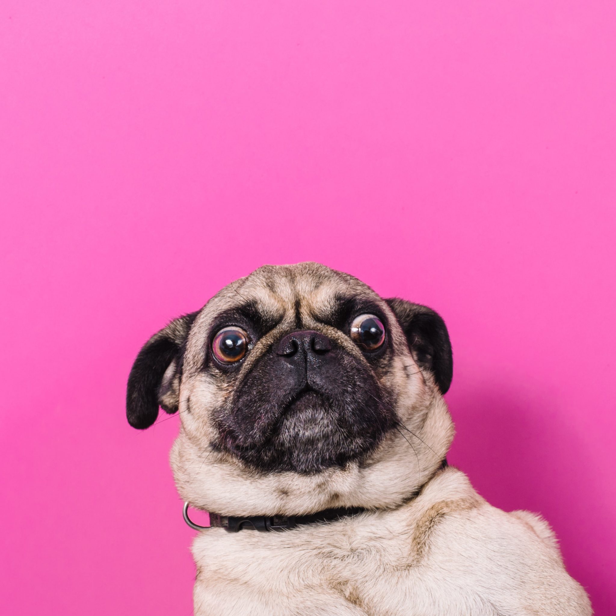 Scared Pug | Kooky Pugs