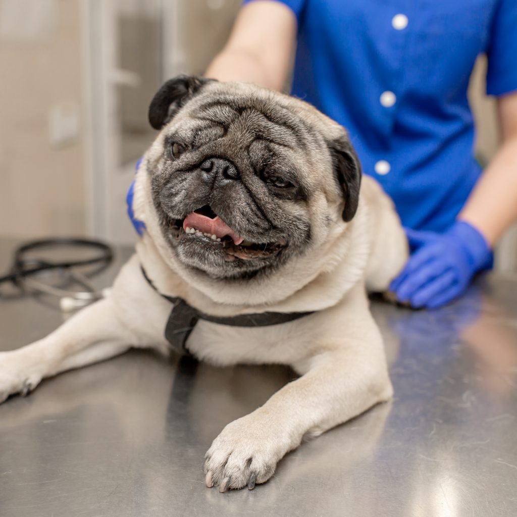 Senior Pug At Vet | Kooky Pugs
