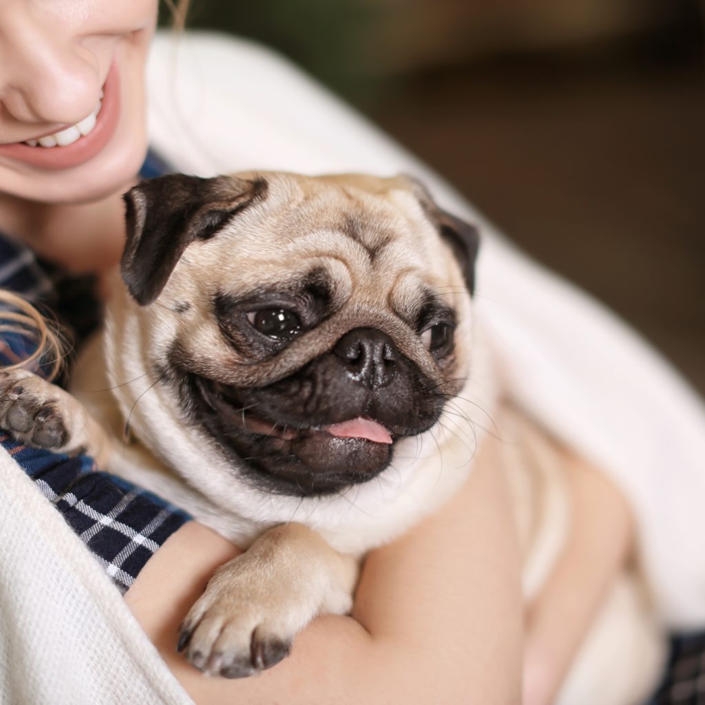 Smiling Woman With Pug | Kooky Pugs