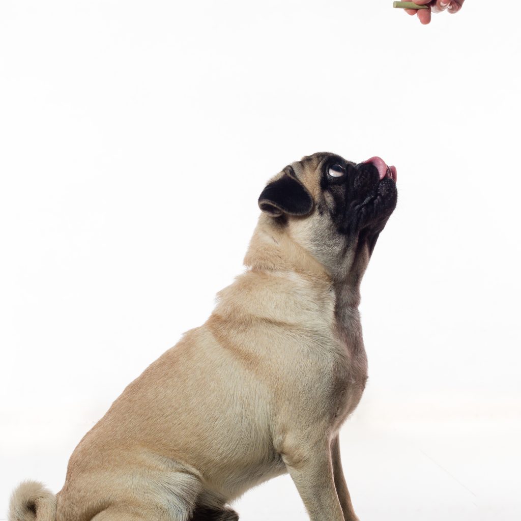 Snack For Pug | Kooky Pugs