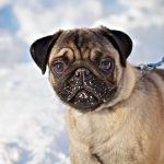 A Comprehensive Pug Care Guide | Kooky Pugs