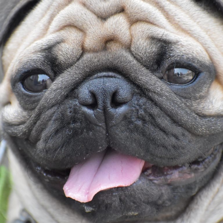 Sweet Pug Kooky Pugs