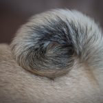 11 Pug Tail Questions: It’s Quite A Tale! | Kooky Pugs