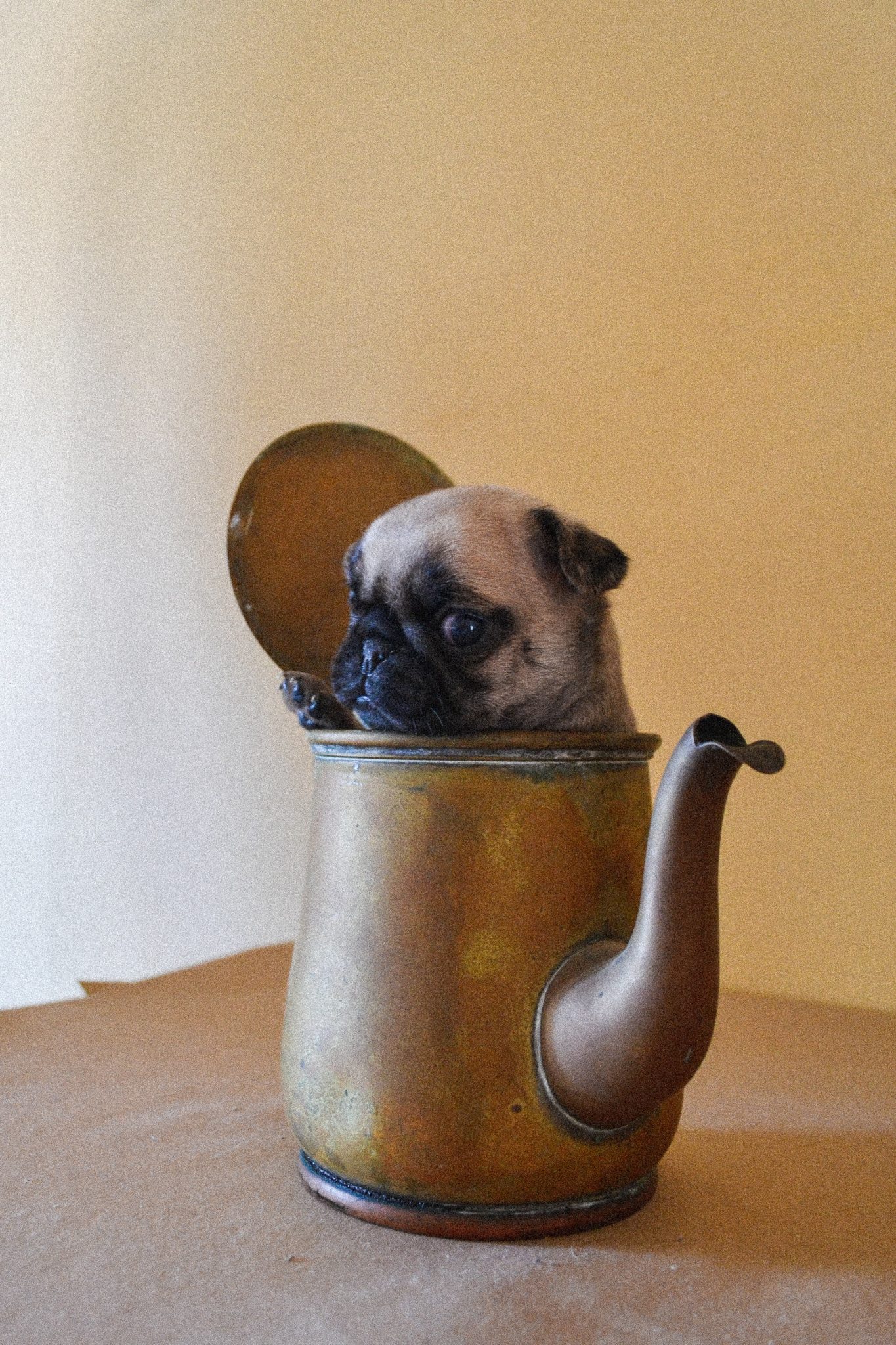 Teacup Pugs: Irresistible Tiny Pugs | Kooky Pugs