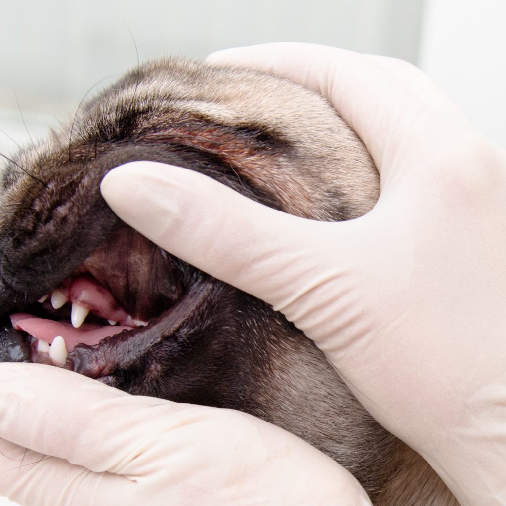 Pug For Dental Cleaning | Kooky Pugs