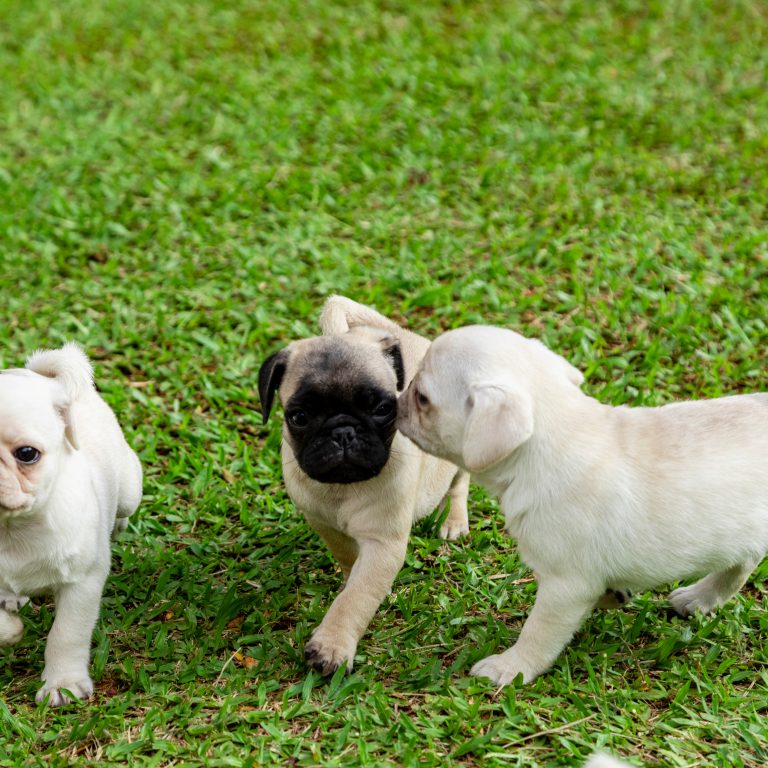 White And Fawn Puppies | Kooky Pugs