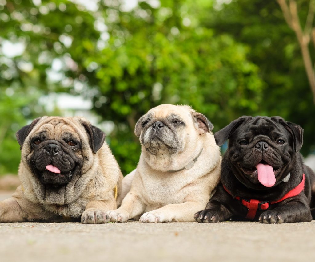 Pug Shedding: The Complete Guide | Kooky Pugs